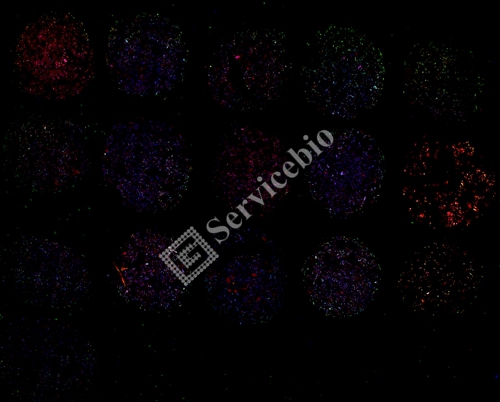 One-stop Supplier of Life Science Products