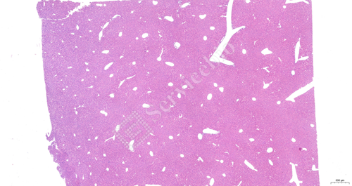 赛维尔生物服务|产品_Servicebio_武汉赛维尔生物科技有限公司