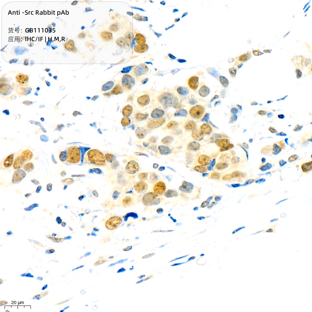赛维尔生物服务|产品_Servicebio_武汉赛维尔生物科技有限公司