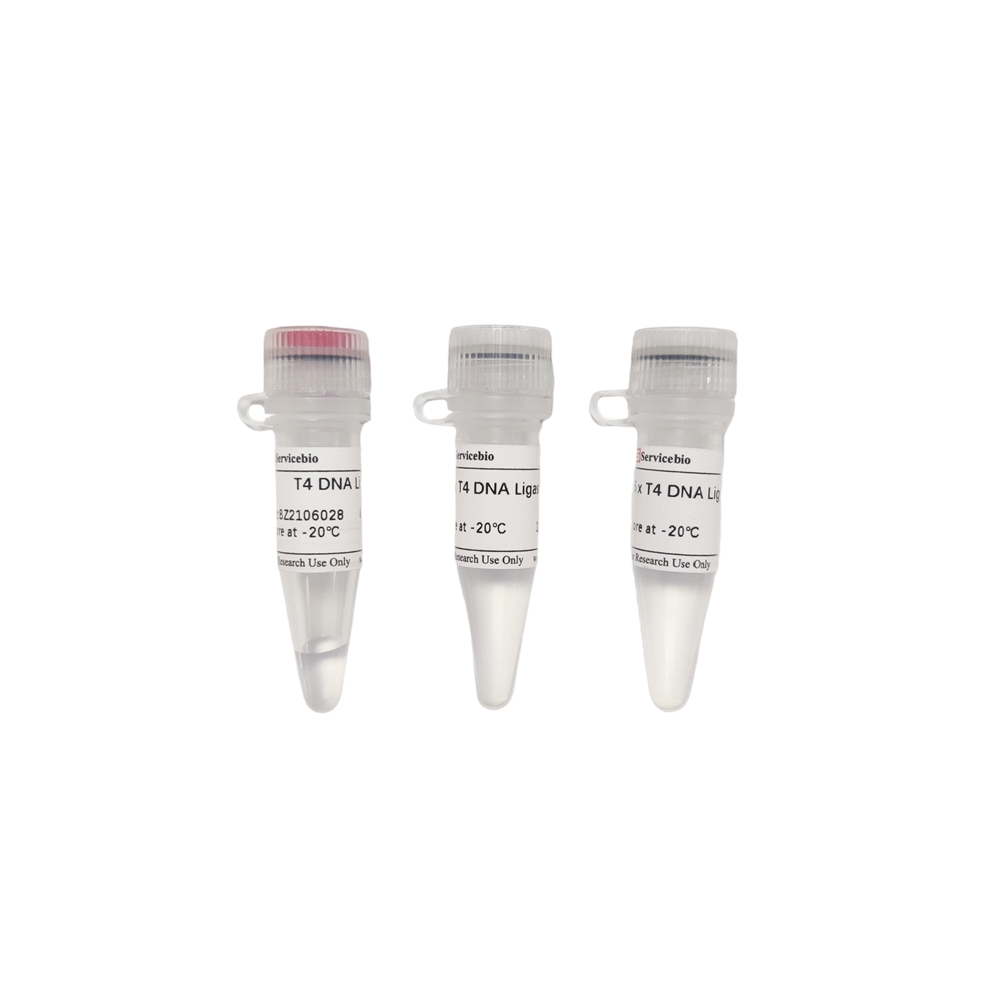 T4 DNA Ligase (5 U/μL ) (주)에코셀
