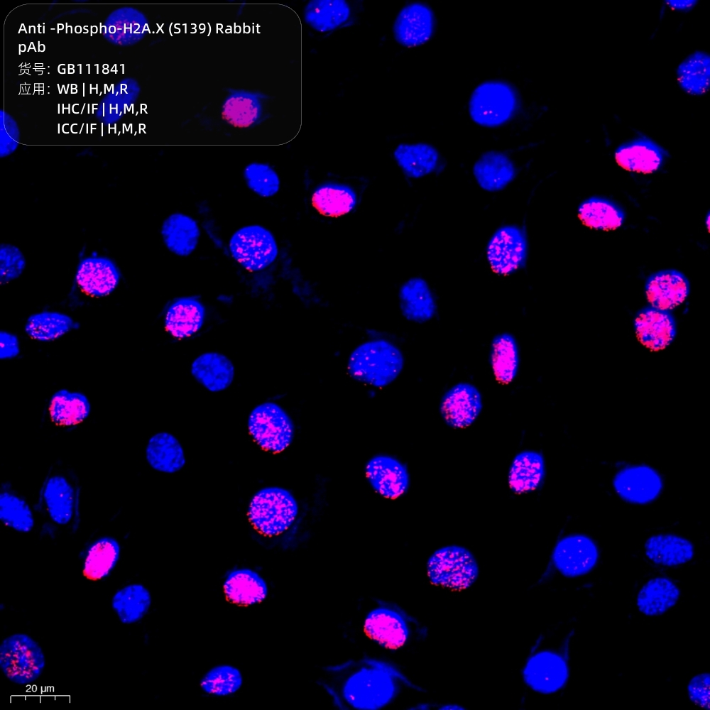 赛维尔生物服务|产品_Servicebio_武汉赛维尔生物科技有限公司