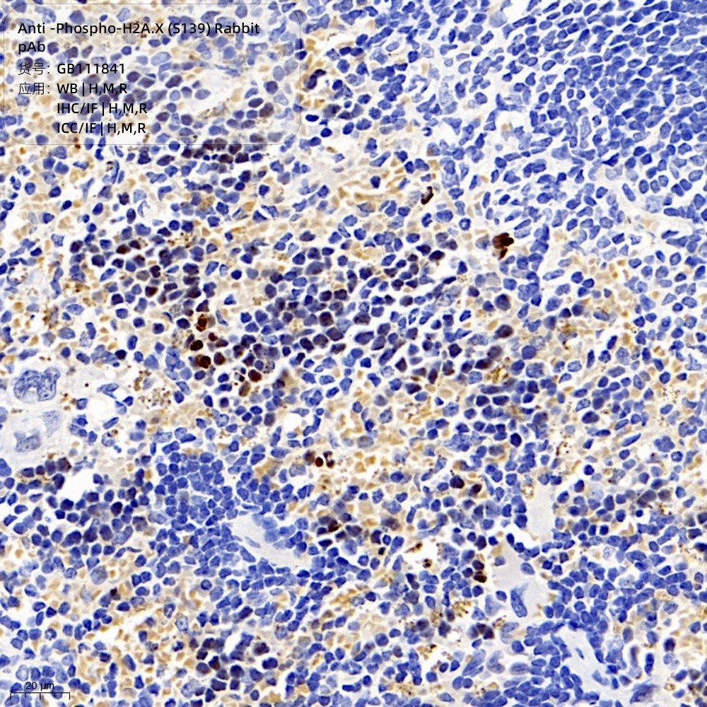 赛维尔生物服务|产品_Servicebio_武汉赛维尔生物科技有限公司