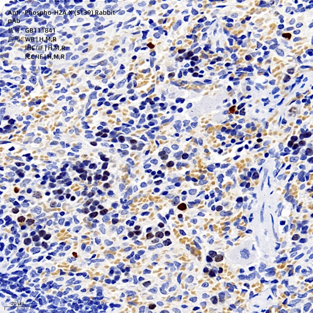 赛维尔生物服务|产品_Servicebio_武汉赛维尔生物科技有限公司