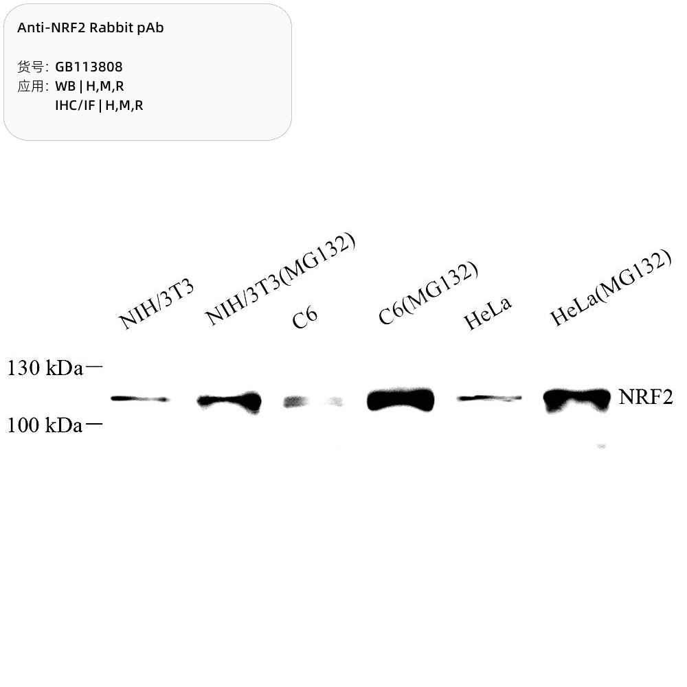 赛维尔生物服务|产品_Servicebio_武汉赛维尔生物科技有限公司