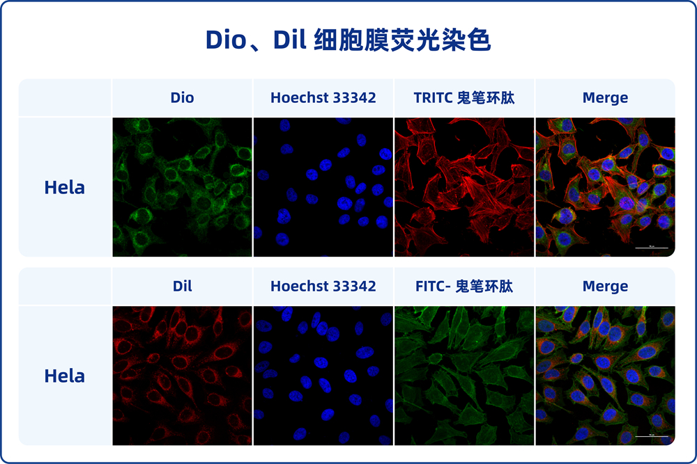 赛维尔生物服务|产品_Servicebio_武汉赛维尔生物科技有限公司
