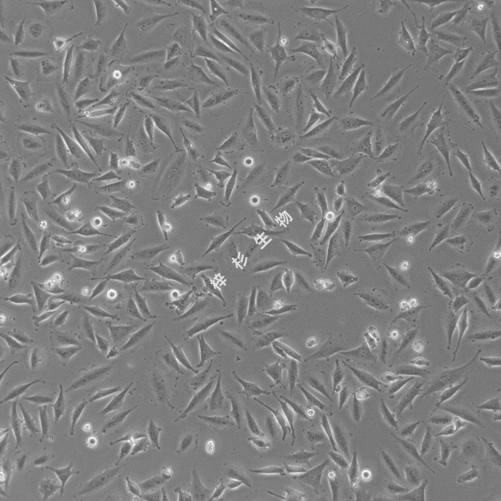 赛维尔生物服务|产品_Servicebio_武汉赛维尔生物科技有限公司