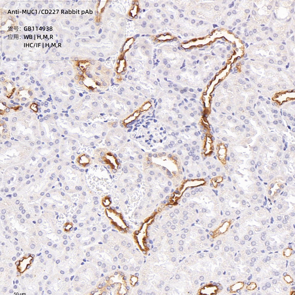 赛维尔生物服务|产品_Servicebio_武汉赛维尔生物科技有限公司