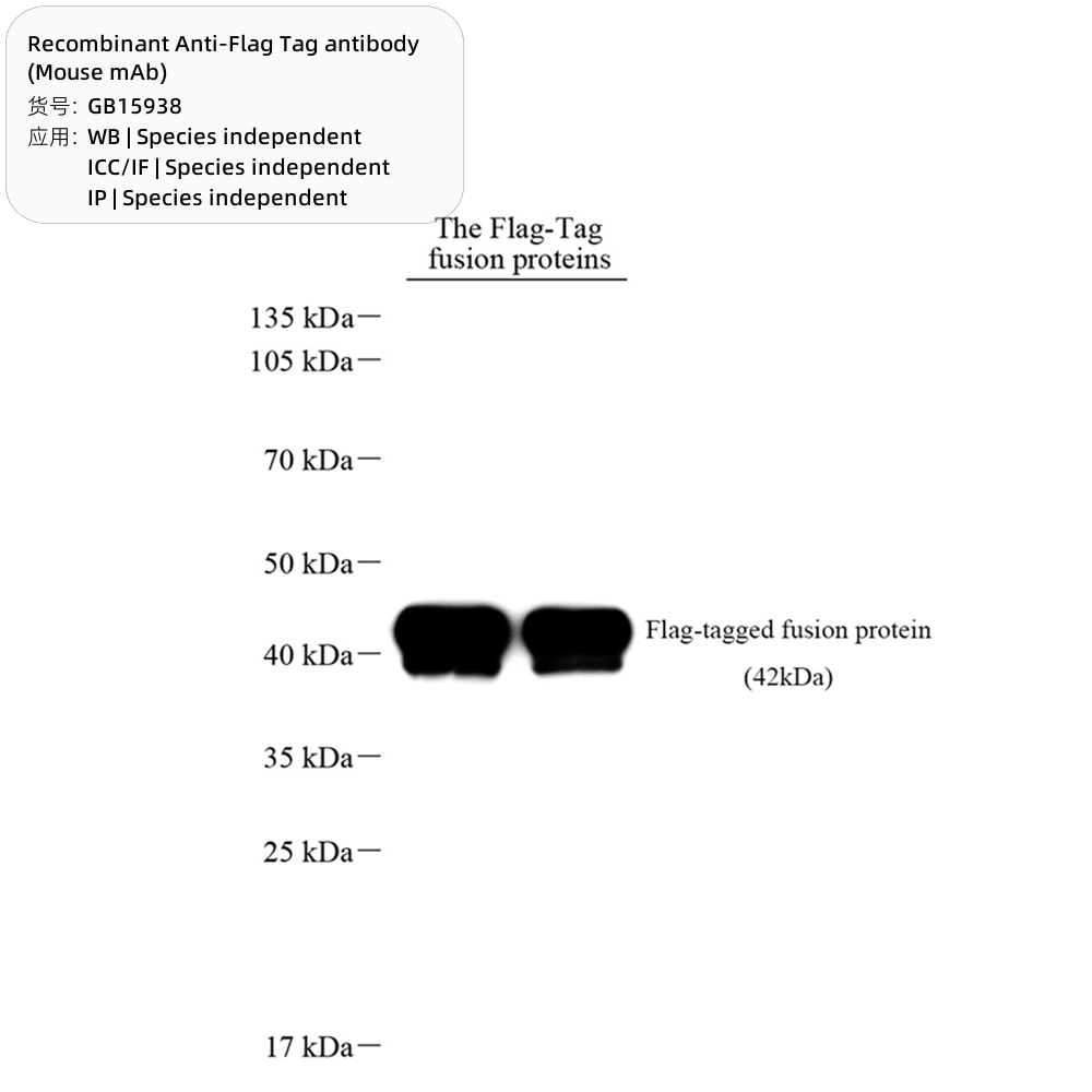 赛维尔生物服务|产品_Servicebio_武汉赛维尔生物科技有限公司