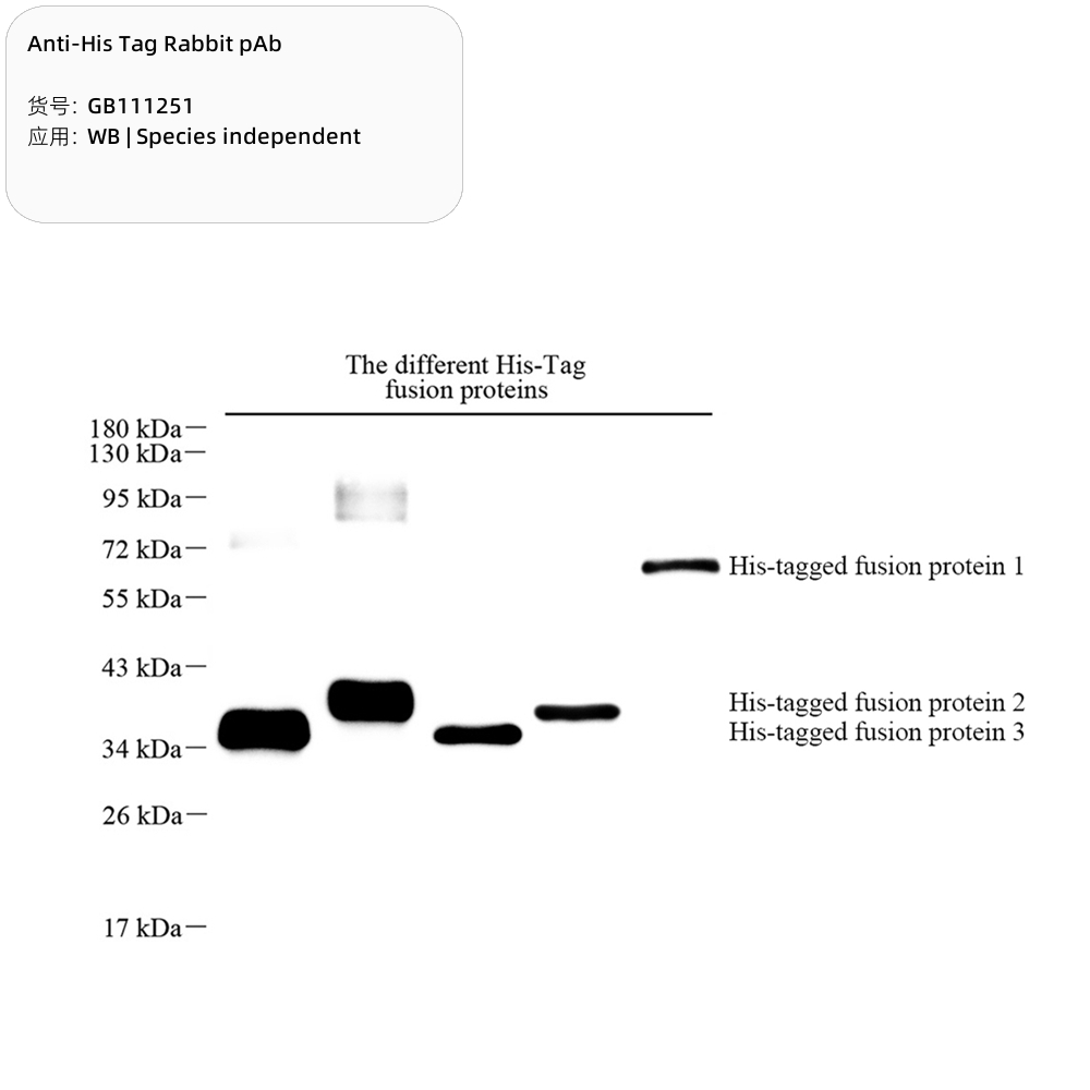 赛维尔生物服务|产品_Servicebio_武汉赛维尔生物科技有限公司