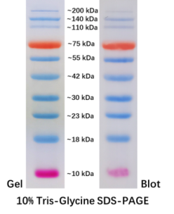 prestained,protein ladder,prestained protein ladder