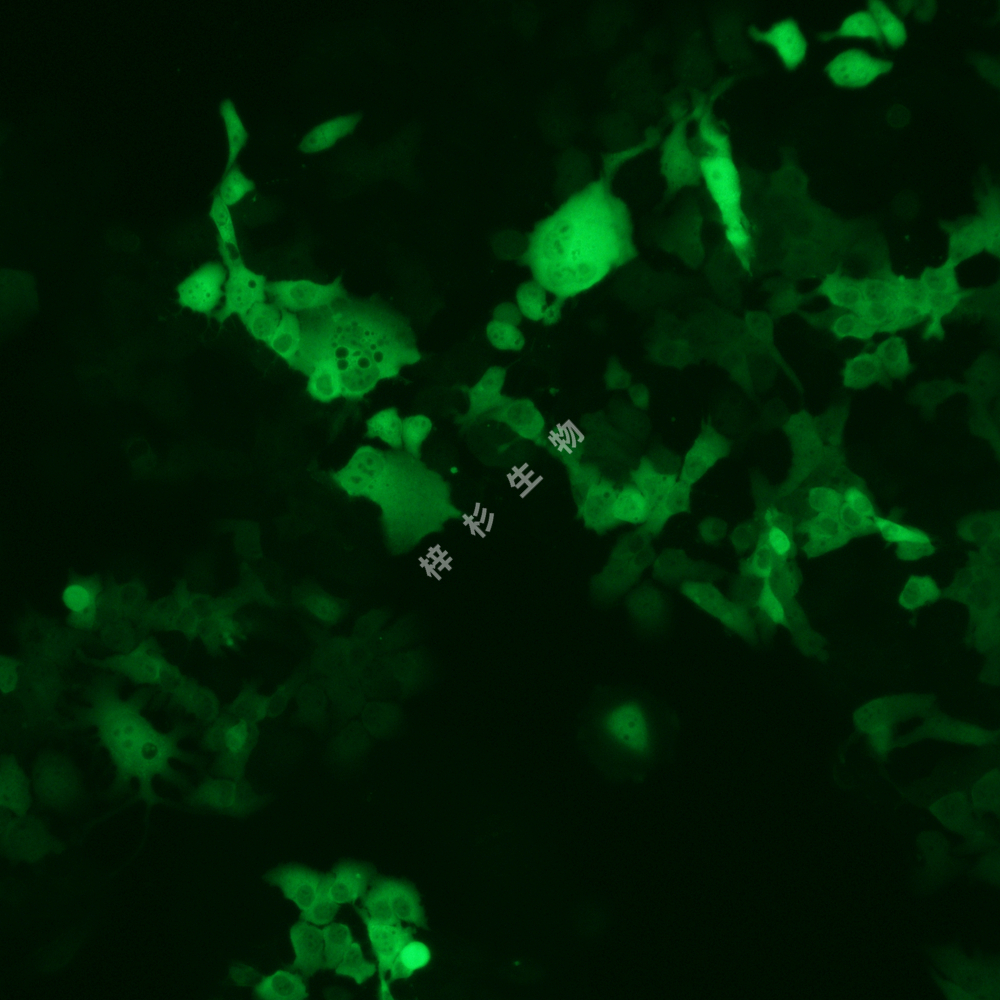 赛维尔生物服务|产品_Servicebio_武汉赛维尔生物科技有限公司