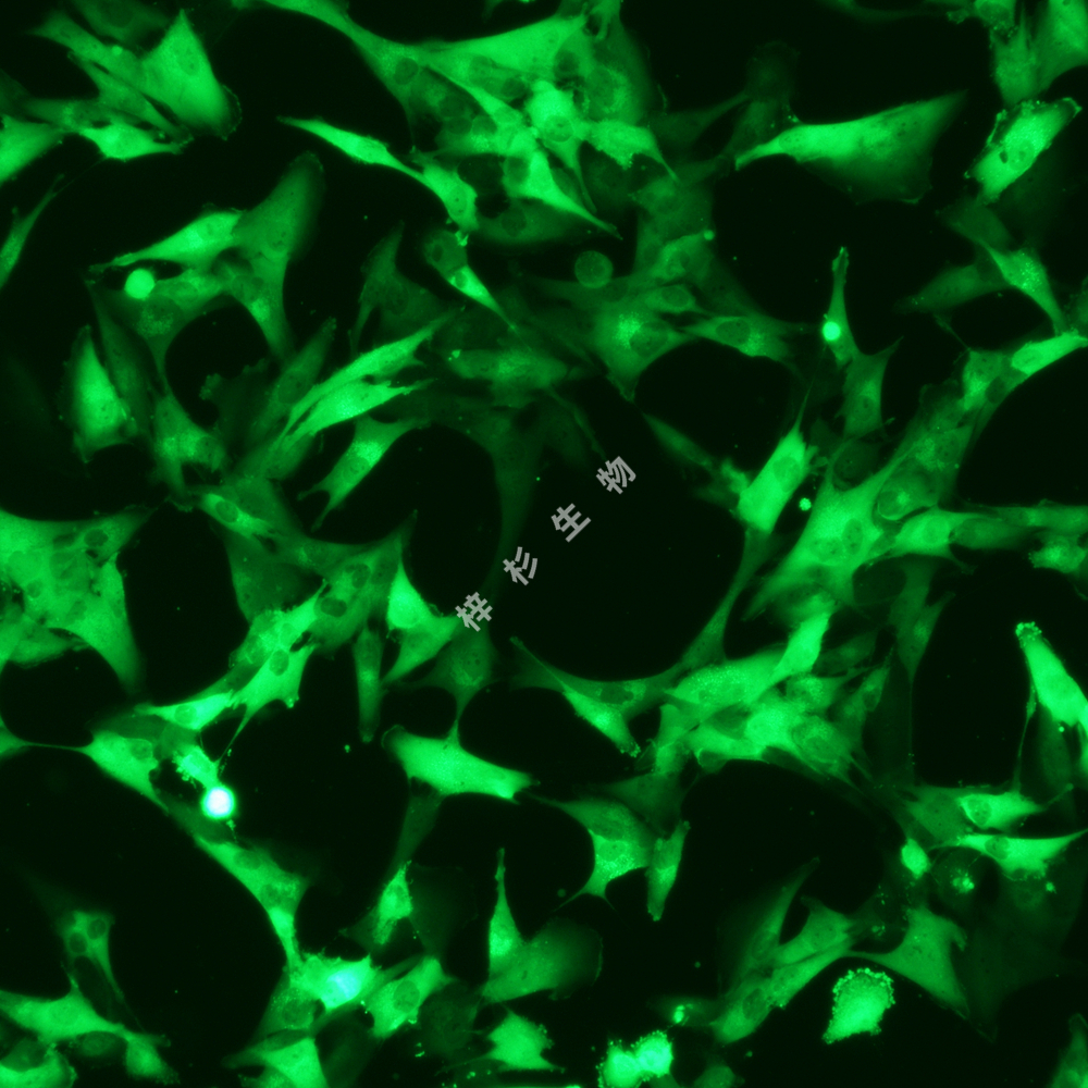 赛维尔生物服务|产品_Servicebio_武汉赛维尔生物科技有限公司