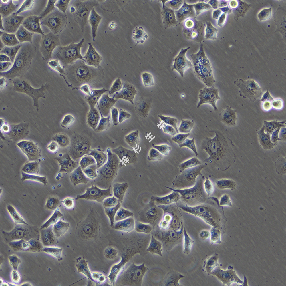 赛维尔生物服务|产品_Servicebio_武汉赛维尔生物科技有限公司