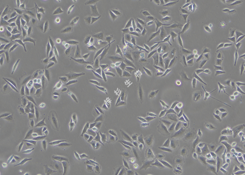 赛维尔生物服务|产品_Servicebio_武汉赛维尔生物科技有限公司