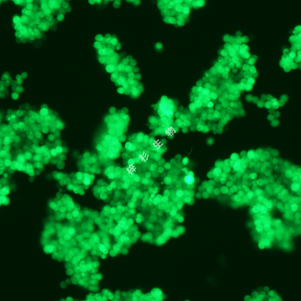 赛维尔生物服务|产品_Servicebio_武汉赛维尔生物科技有限公司