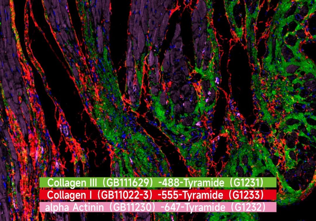 赛维尔生物服务|产品_Servicebio_武汉赛维尔生物科技有限公司