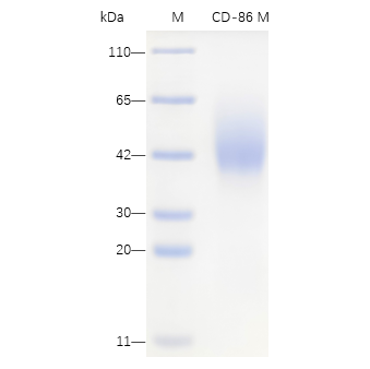 赛维尔生物服务|产品_Servicebio_武汉赛维尔生物科技有限公司