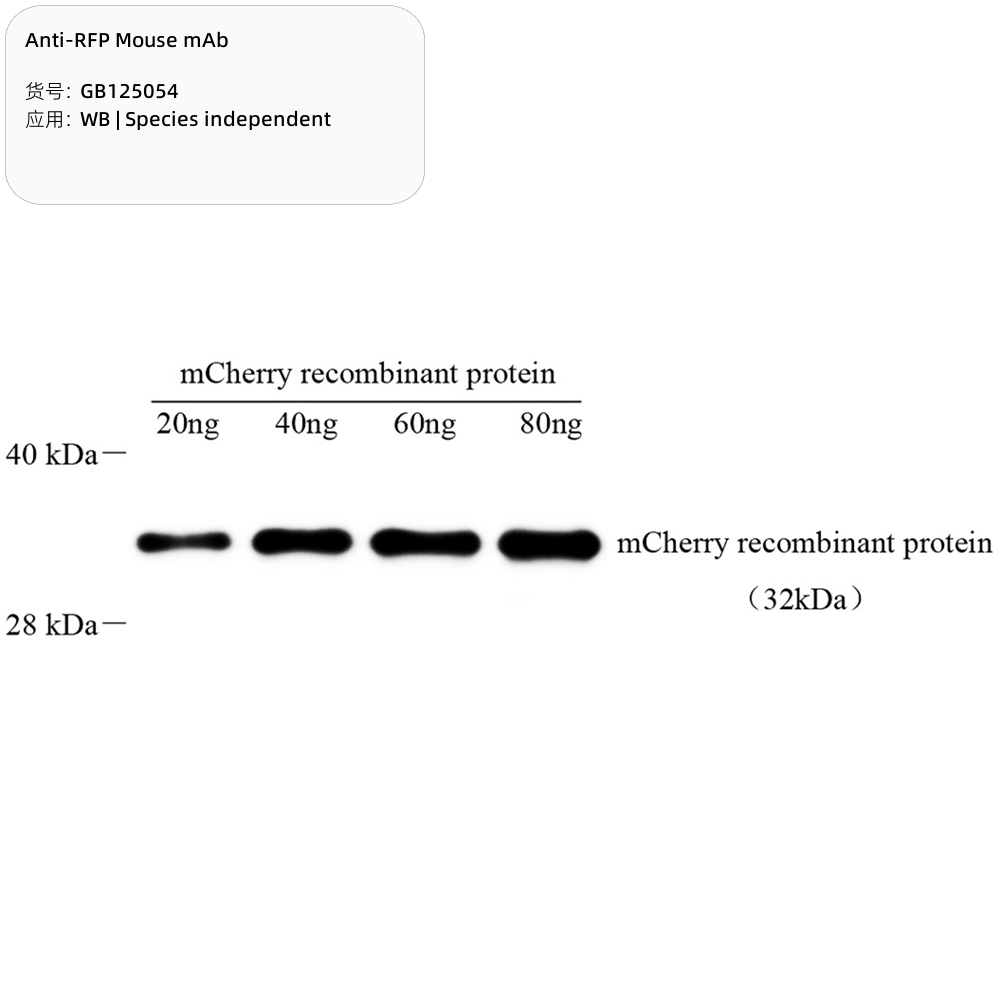 赛维尔生物服务|产品_Servicebio_武汉赛维尔生物科技有限公司