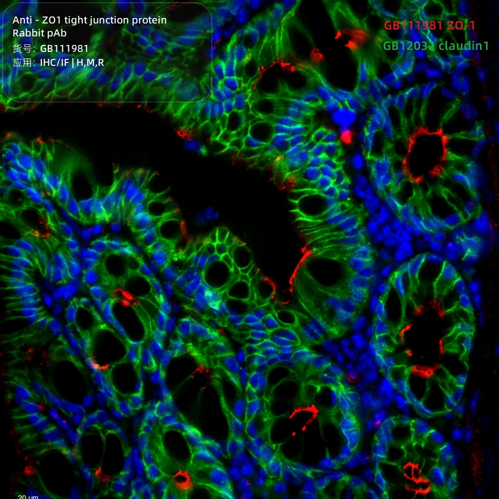 赛维尔生物服务|产品_Servicebio_武汉赛维尔生物科技有限公司