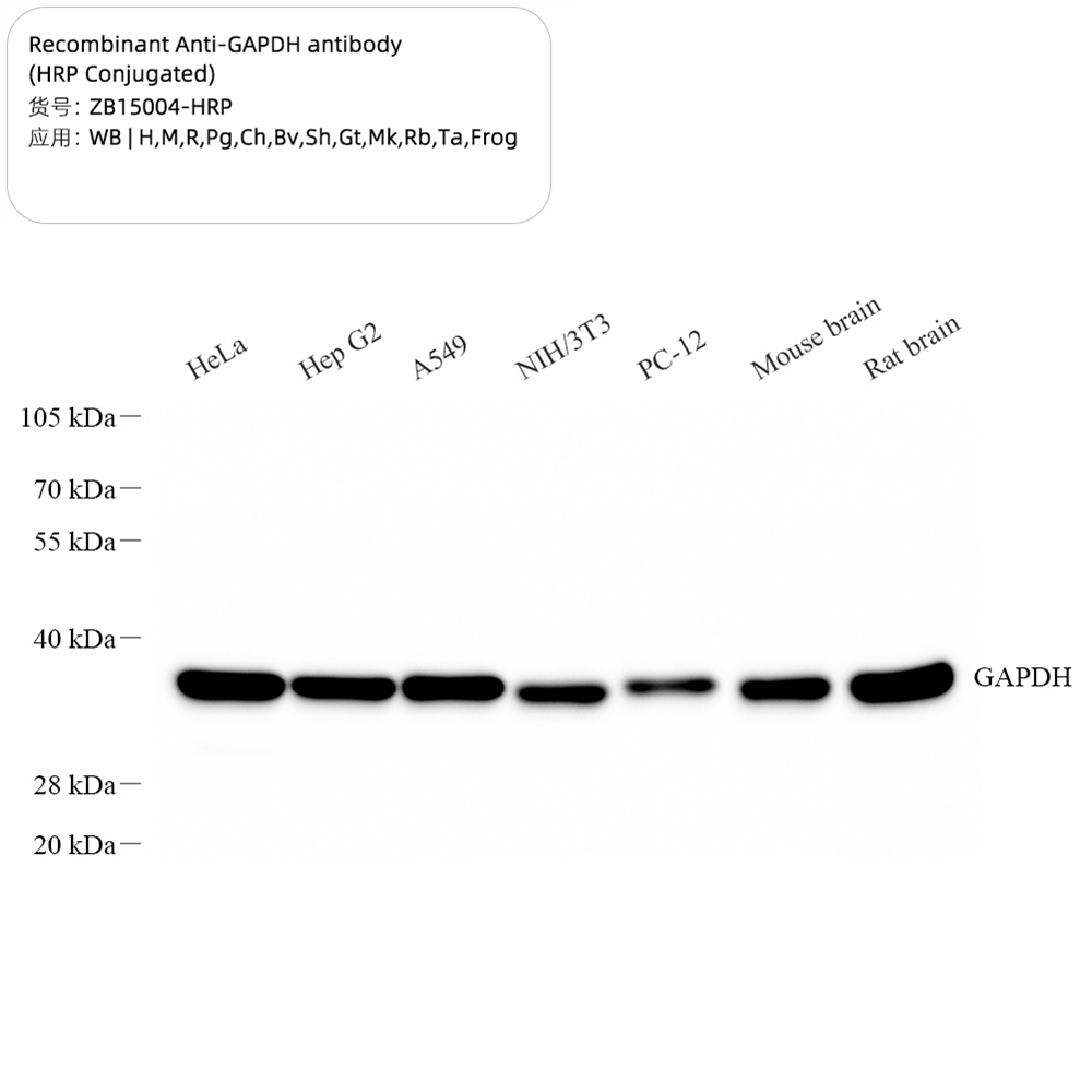 赛维尔生物服务|产品_Servicebio_武汉赛维尔生物科技有限公司