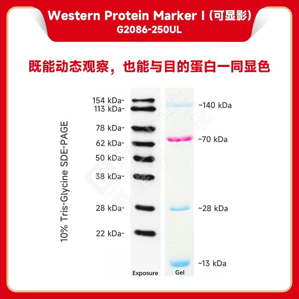 赛维尔生物服务|产品_Servicebio_武汉赛维尔生物科技有限公司