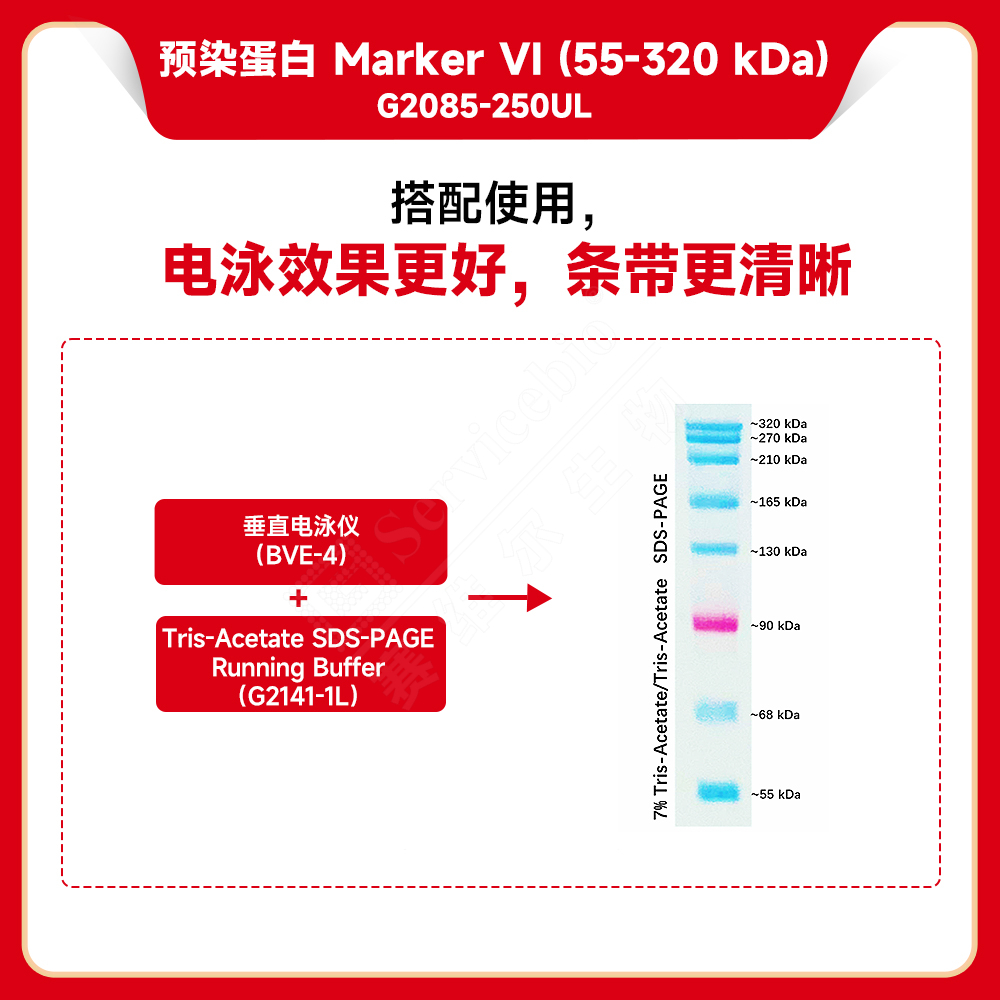 赛维尔生物服务|产品_Servicebio_武汉赛维尔生物科技有限公司