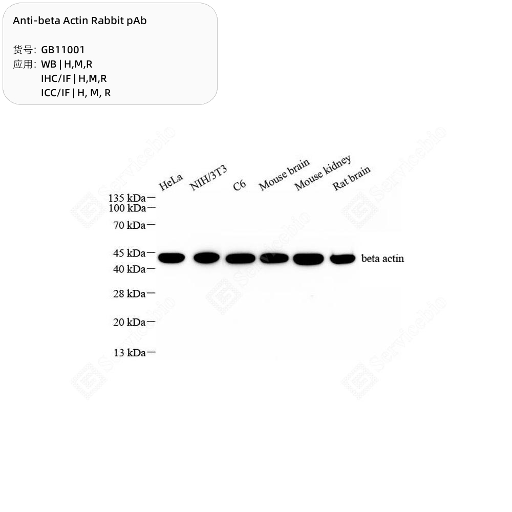 One-stop Supplier of Life Science Products