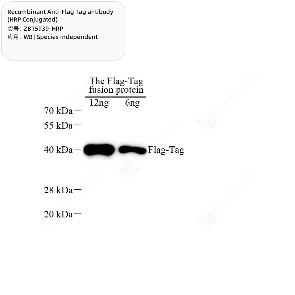 赛维尔生物服务|产品_Servicebio_武汉赛维尔生物科技有限公司