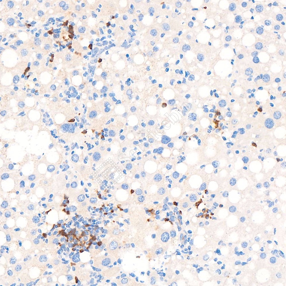 赛维尔生物服务|产品_Servicebio_武汉赛维尔生物科技有限公司