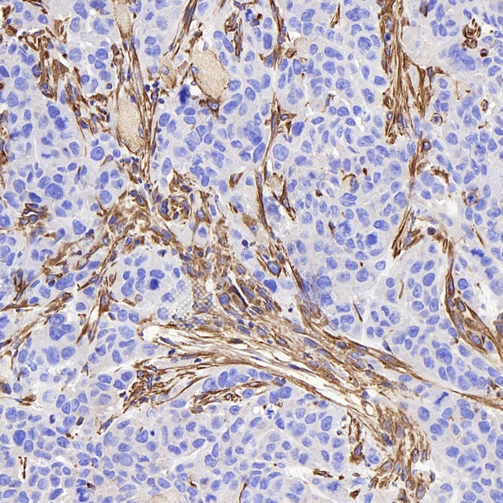 赛维尔生物服务|产品_Servicebio_武汉赛维尔生物科技有限公司